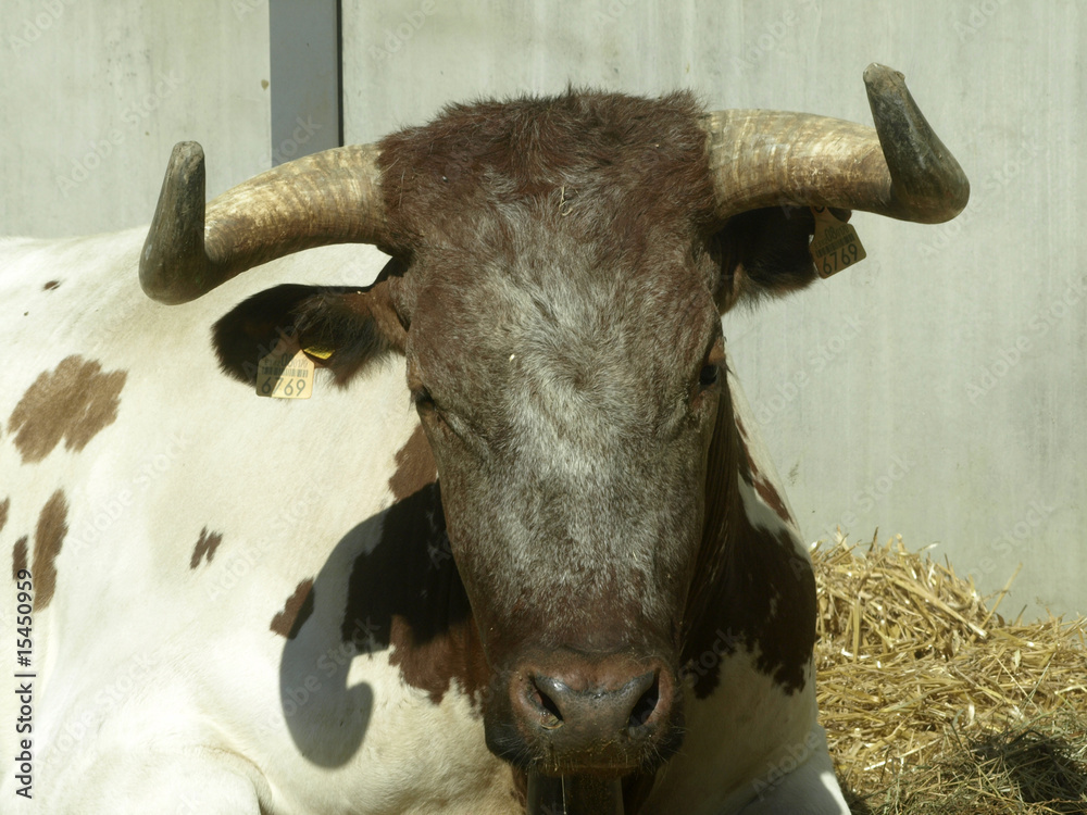 cabestro foto de Stock | Adobe Stock