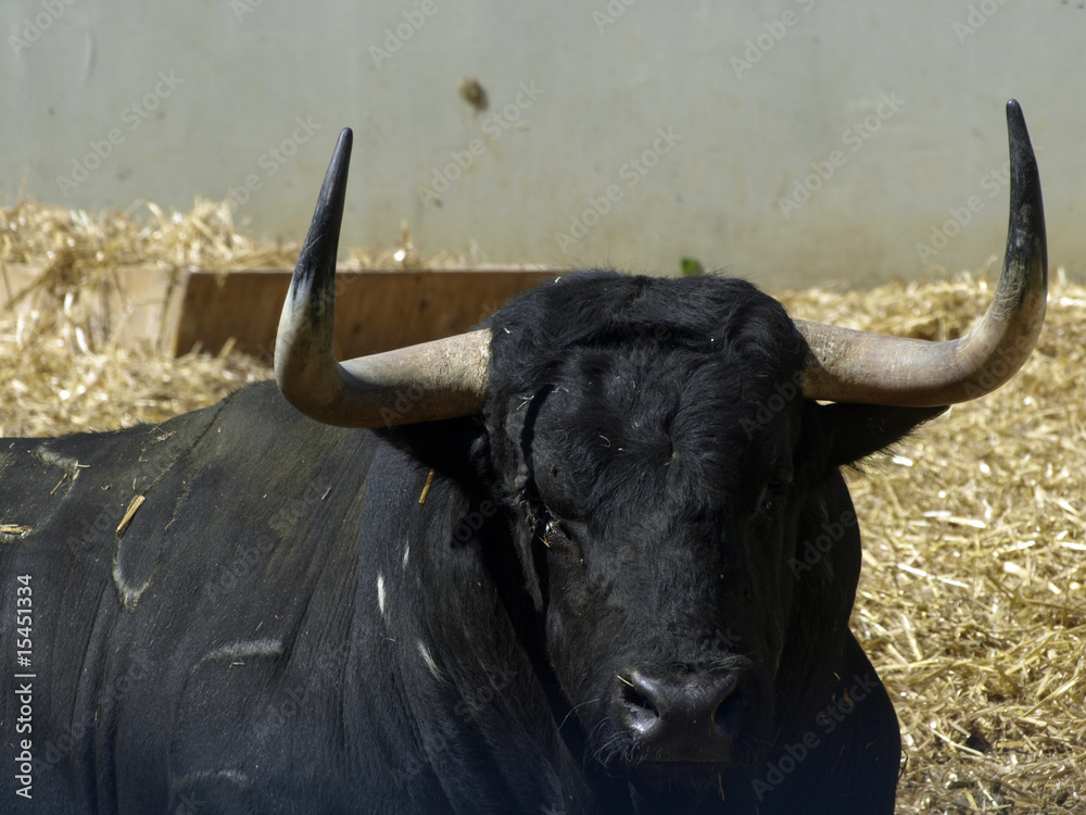 toro Photos | Adobe Stock