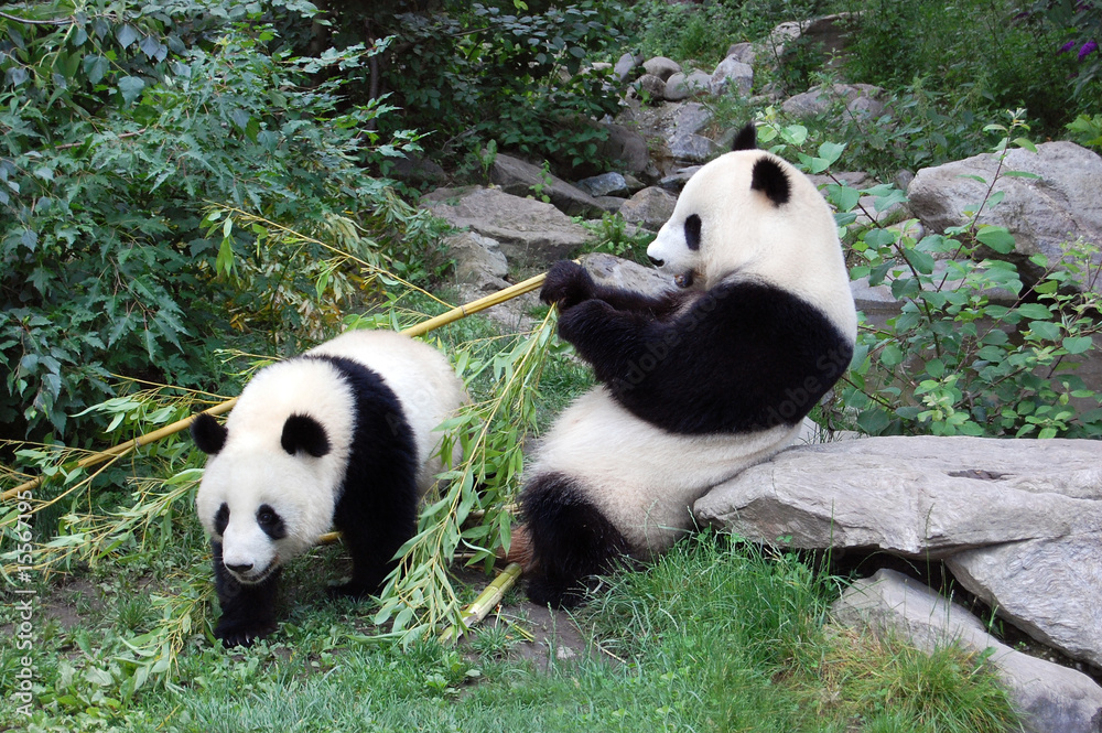 Panda and panda Stock Photo | Adobe Stock