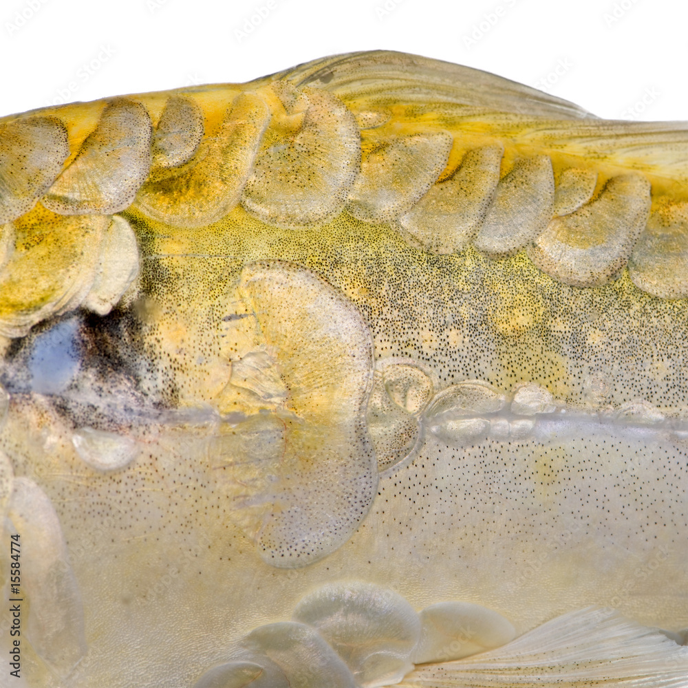 textured background : yellow scale of fish Stock Photo | Adobe Stock