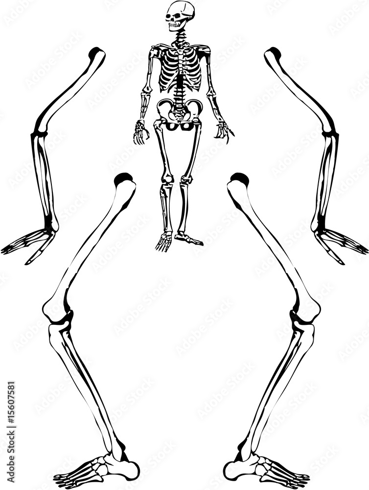 Human Skeleton Drawing Pose
