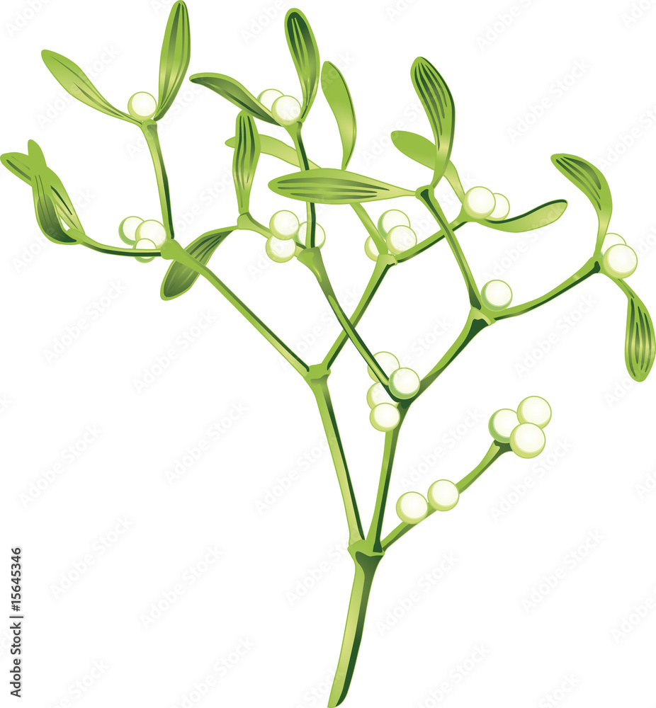 mistel Stock-Vektorgrafik | Adobe Stock