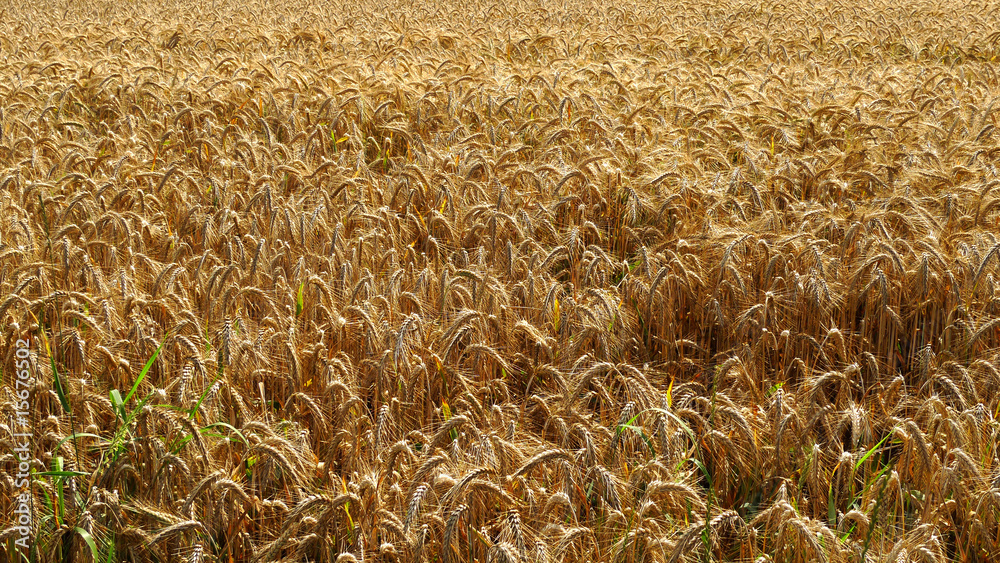 Roggenfeld Stock-Foto | Adobe Stock