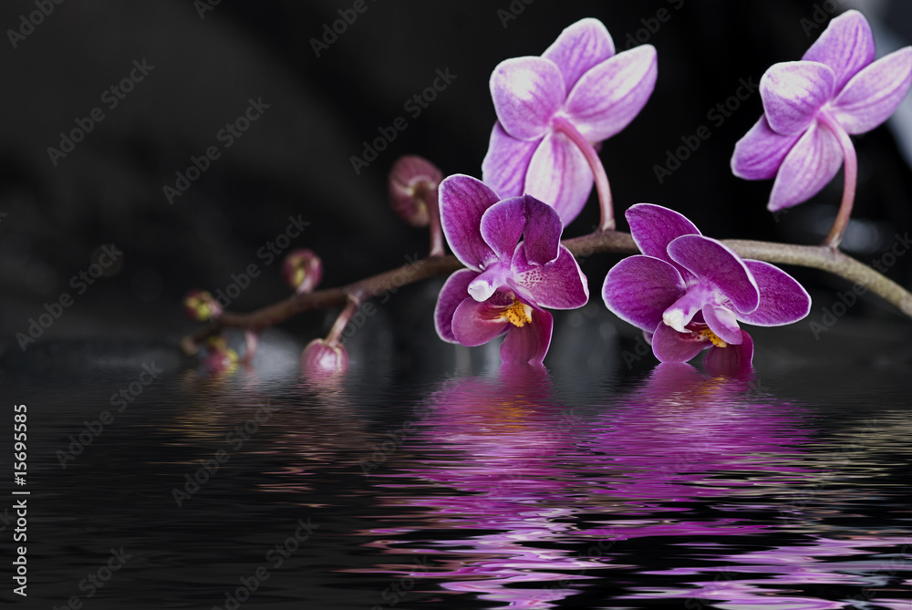Faszinierend Orchidee Im Wasser Bild