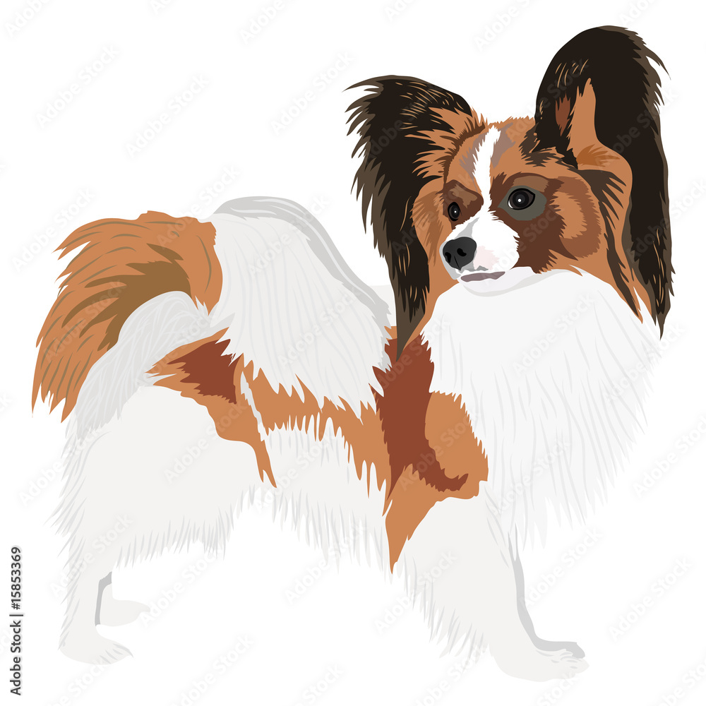 Portrait of a dog of breed papillon. Vector illustration Stock Vector ...
