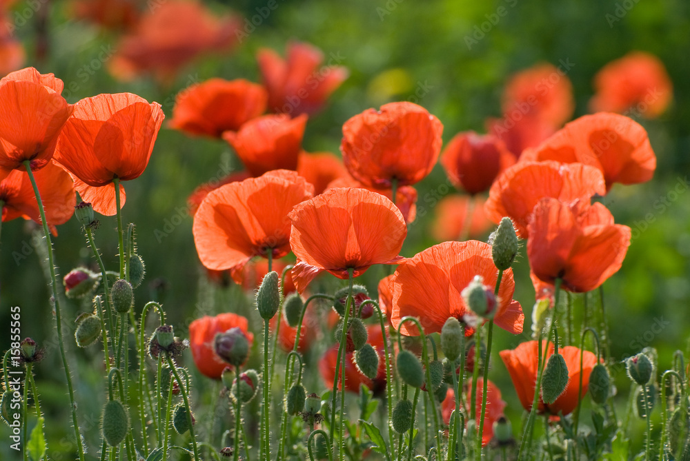 Gruppo di papaveri Stock Photo | Adobe Stock
