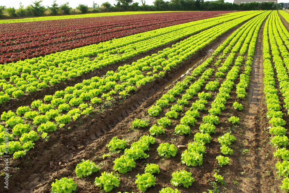 Champ de salade Photos | Adobe Stock
