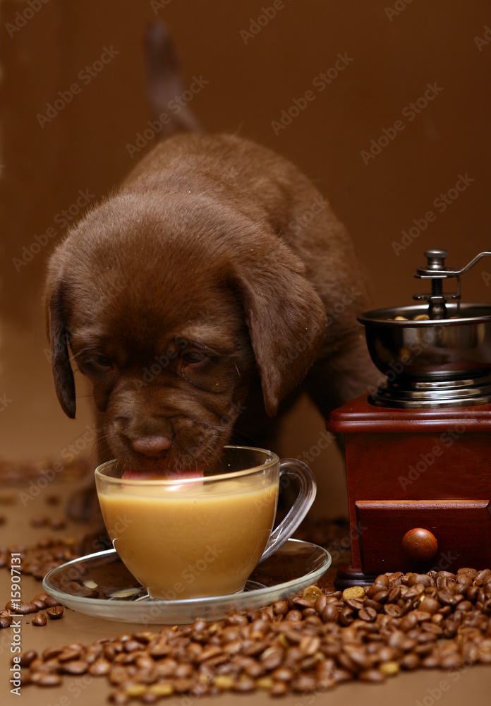 What Do I Do If My Dog Drinks Coffee