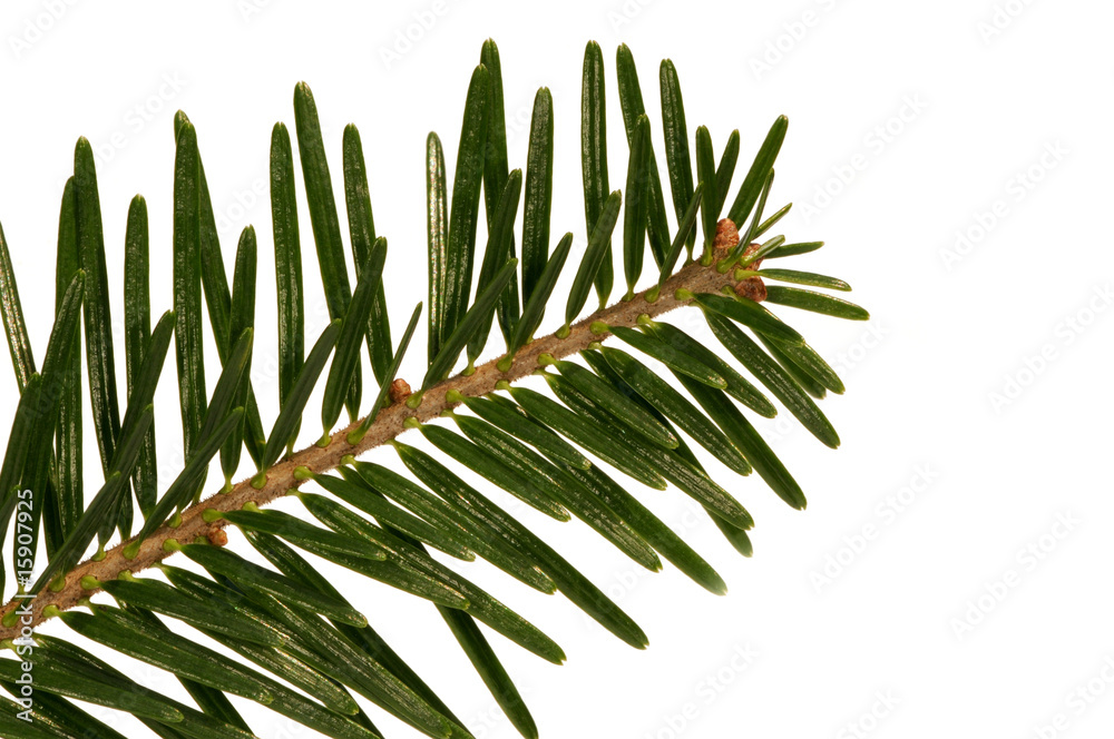 Tanne Stock-Foto | Adobe Stock