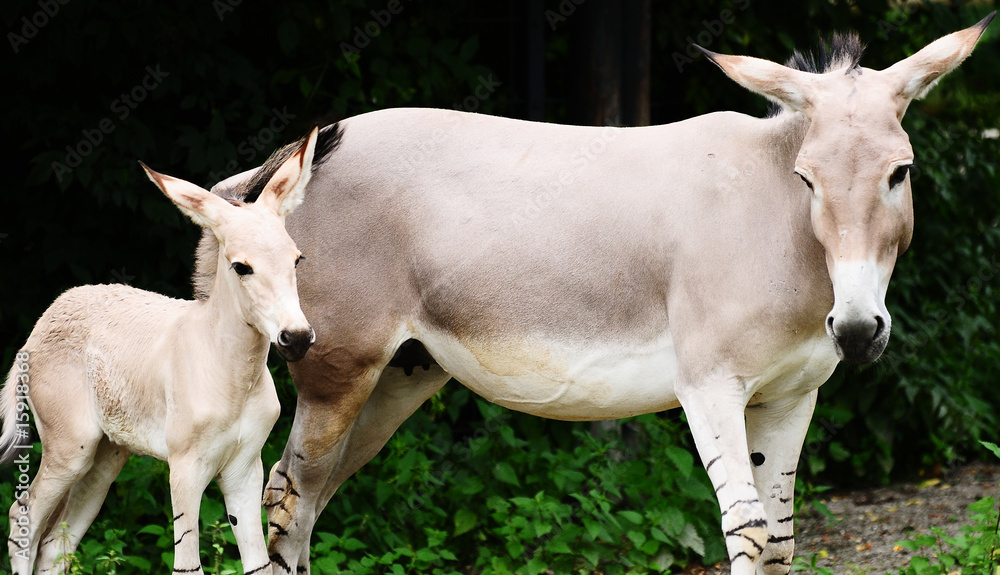 esel Stock Photo | Adobe Stock