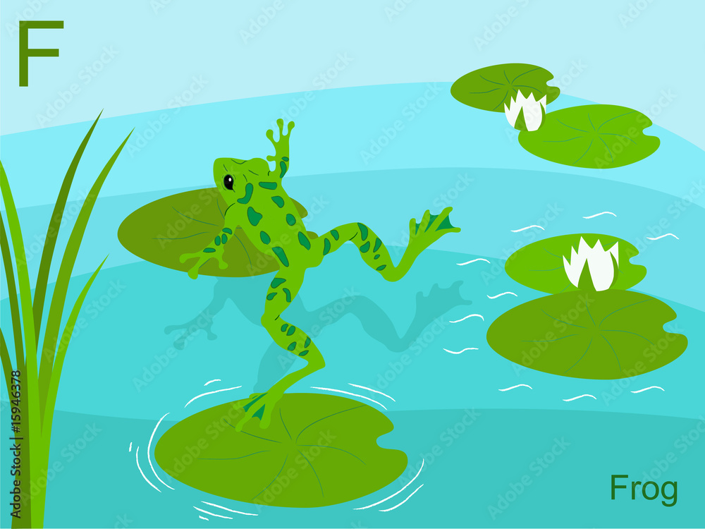 Animal alphabet flash card, F for frog Stock Vector | Adobe Stock