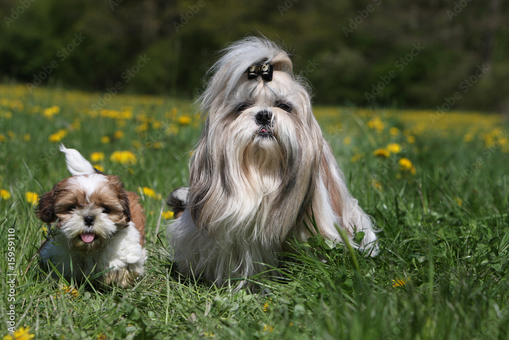 shih tzu et son chiot marchant de face dans l'herbe - portée foto de ...