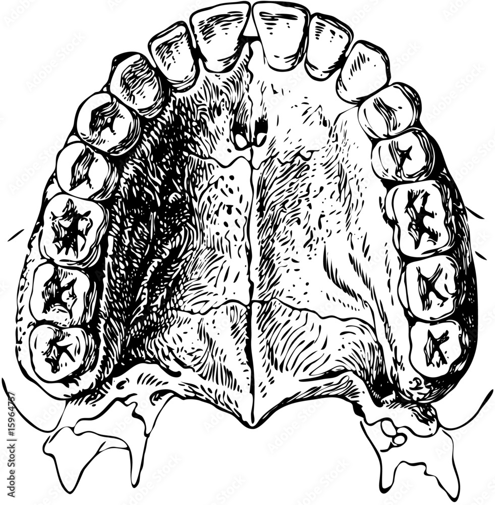 Gebiss Stock-Vektorgrafik | Adobe Stock
