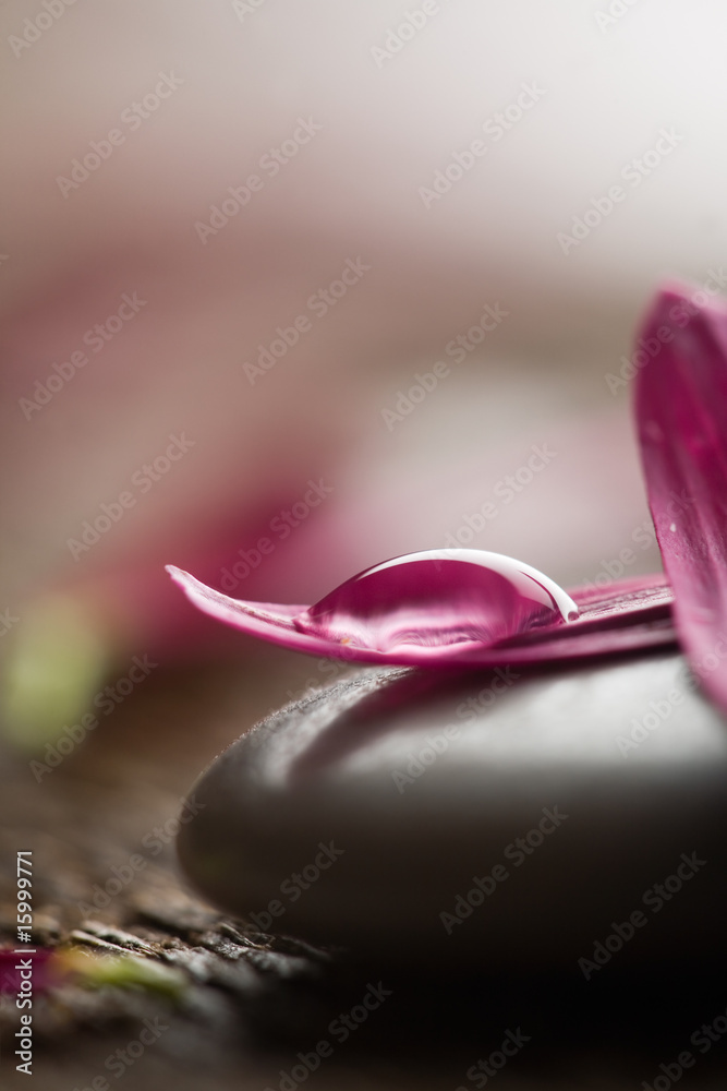 Flower petals Stock Photo | Adobe Stock