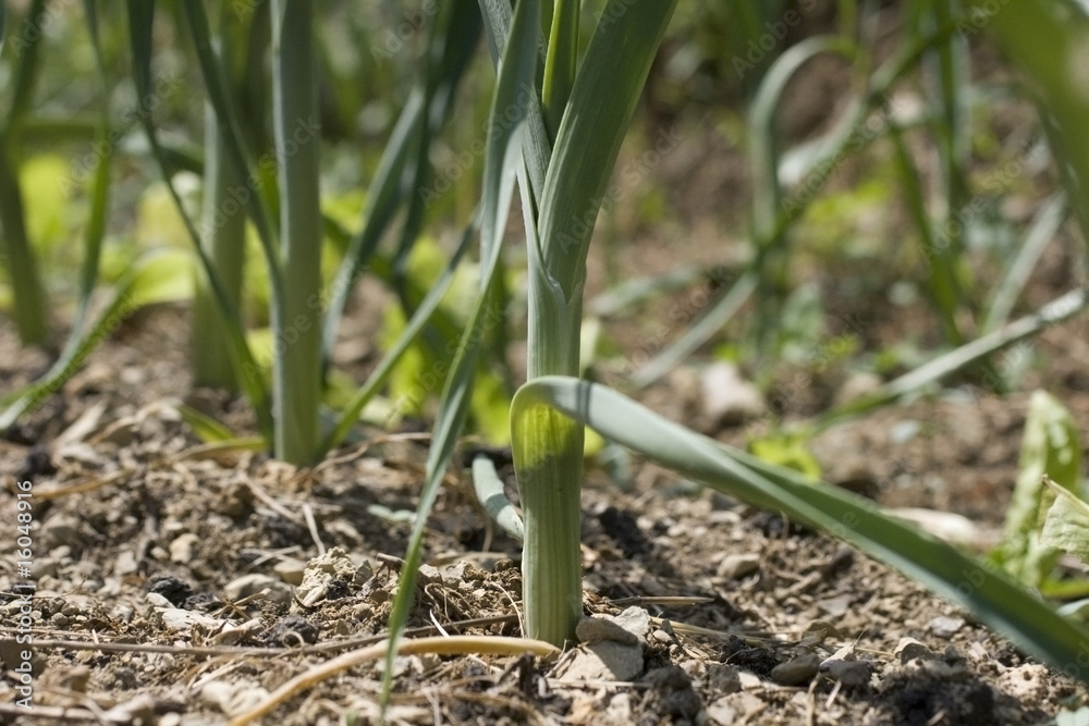 Foto Stock Pianta di porro | Adobe Stock