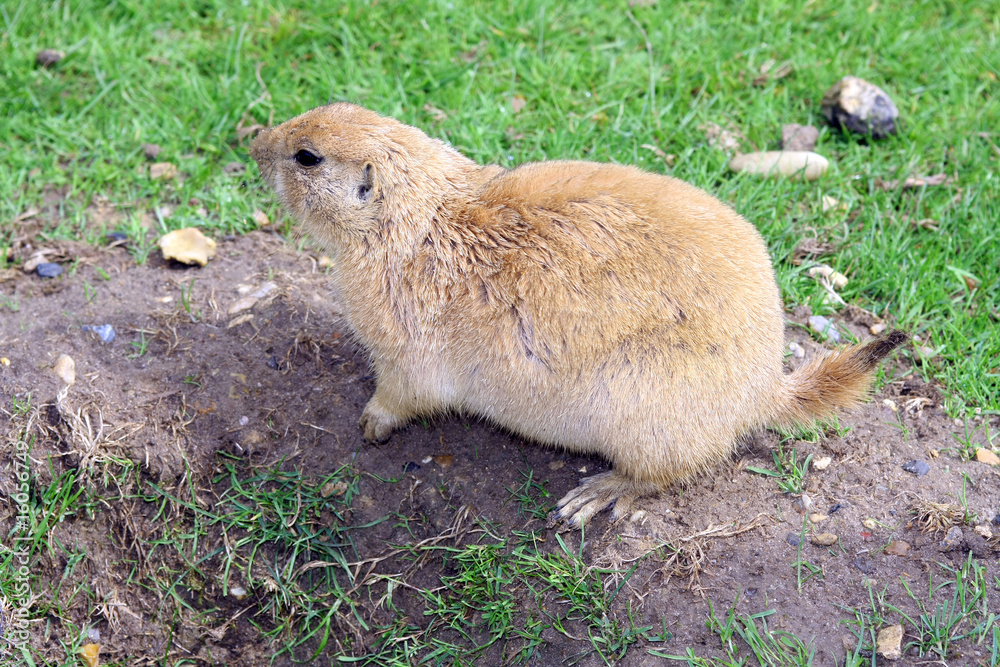 Goffer Stock-Foto | Adobe Stock