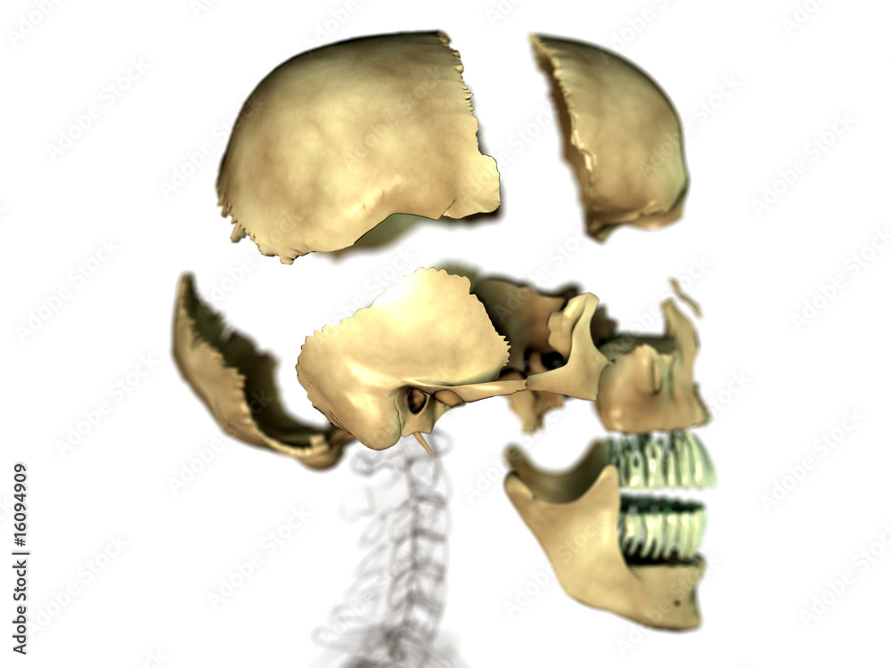Cranium - exploded view - side Stock Illustration | Adobe Stock