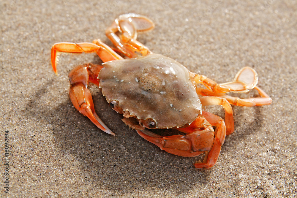 Strandkrabbe Stock-Foto | Adobe Stock