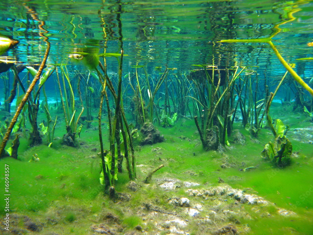 underwater springs Stock Photo | Adobe Stock
