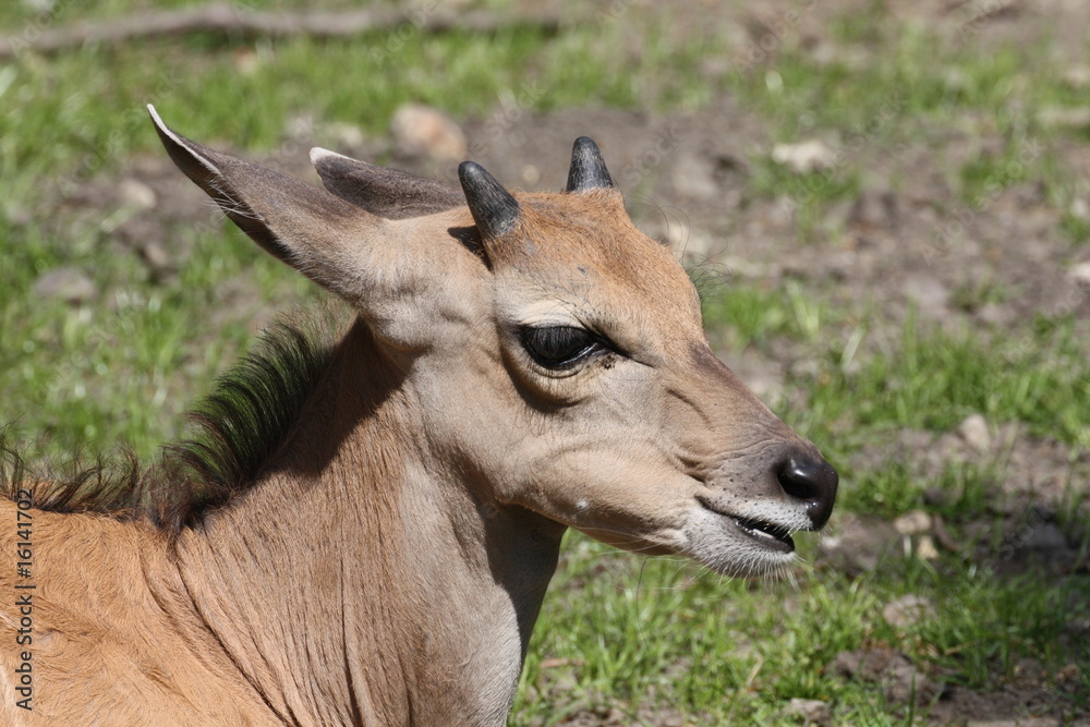 Elenantilope Stock-Foto | Adobe Stock