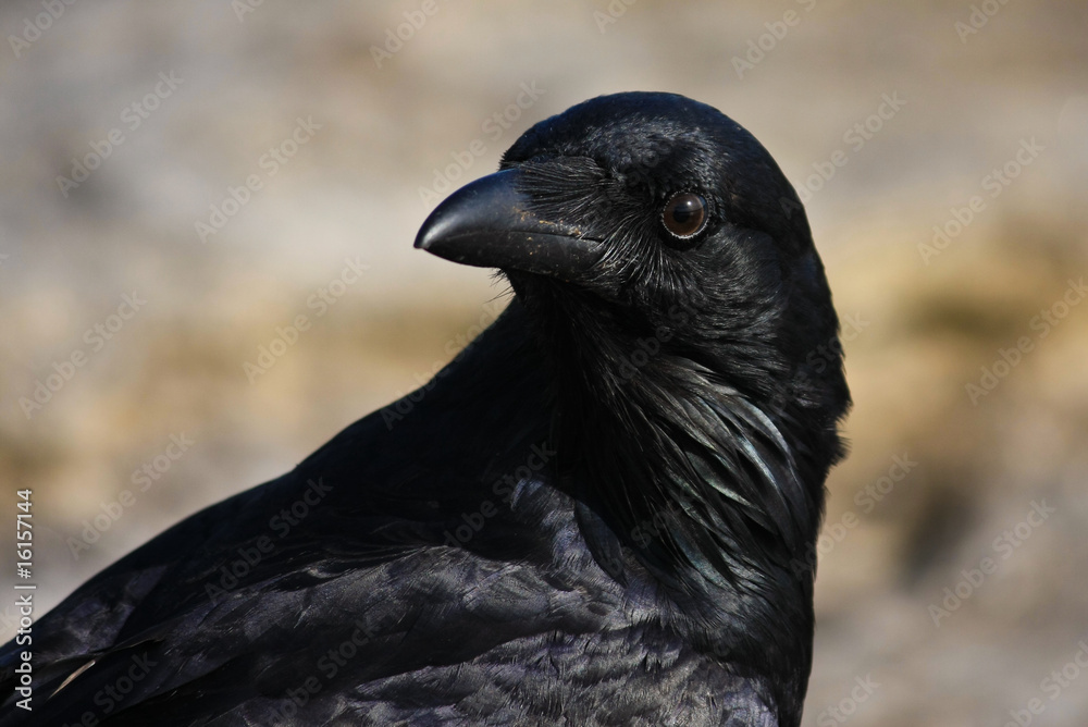 Black Crow - head shot Stock Photo | Adobe Stock