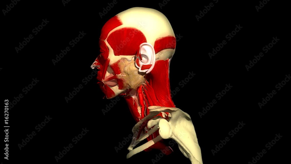 Human head rotating and showing the musculature and vein system Stock ...