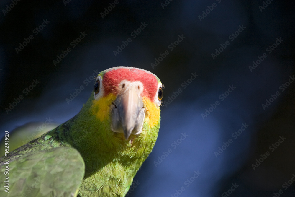 Green parrot, perico, Amazona autumnalis , loro cariamarillo, parakeet ...