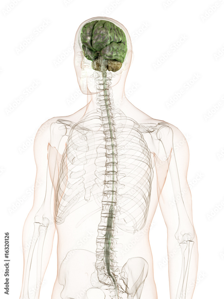CNS Stock Illustration | Adobe Stock
