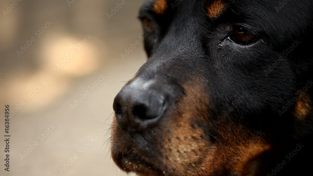 Face of a Rottweiler Stock Video | Adobe Stock