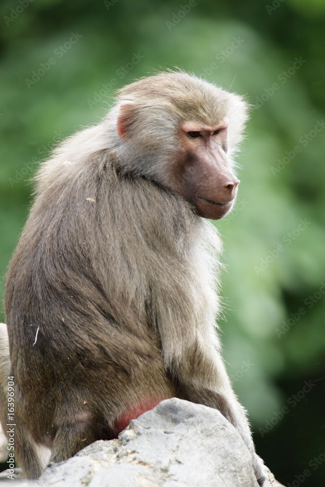 Mantelpavian (Papio hamadryas) sitzt auf einem Felsen Stock Photo ...