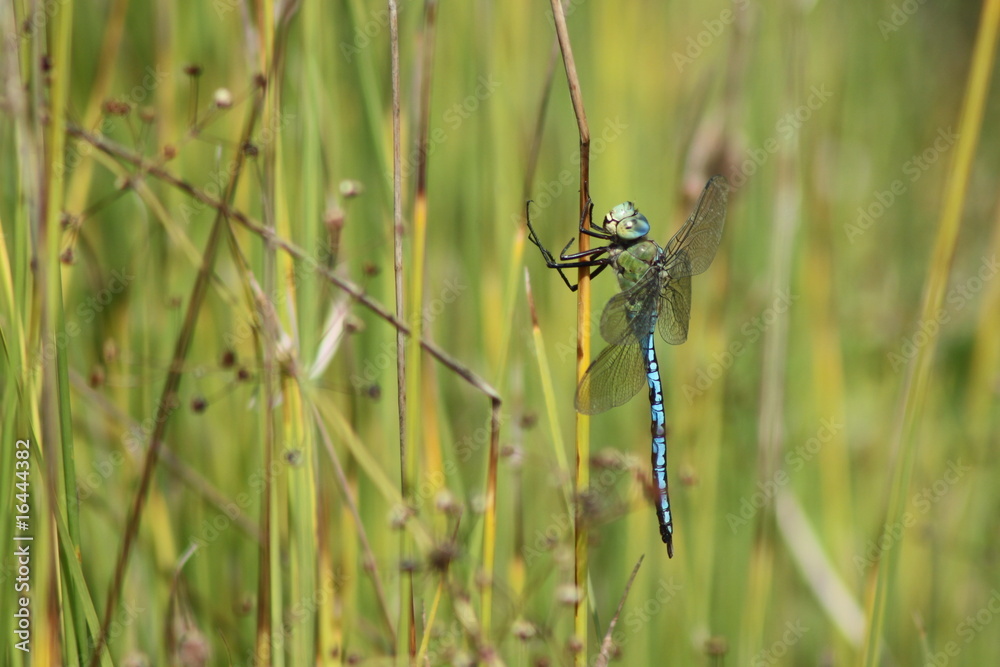 Libelle Stock Photo | Adobe Stock