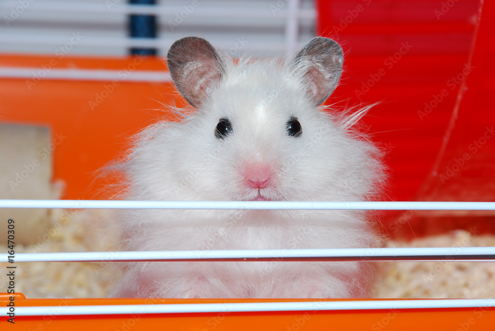 White Hamster With Red Eyes