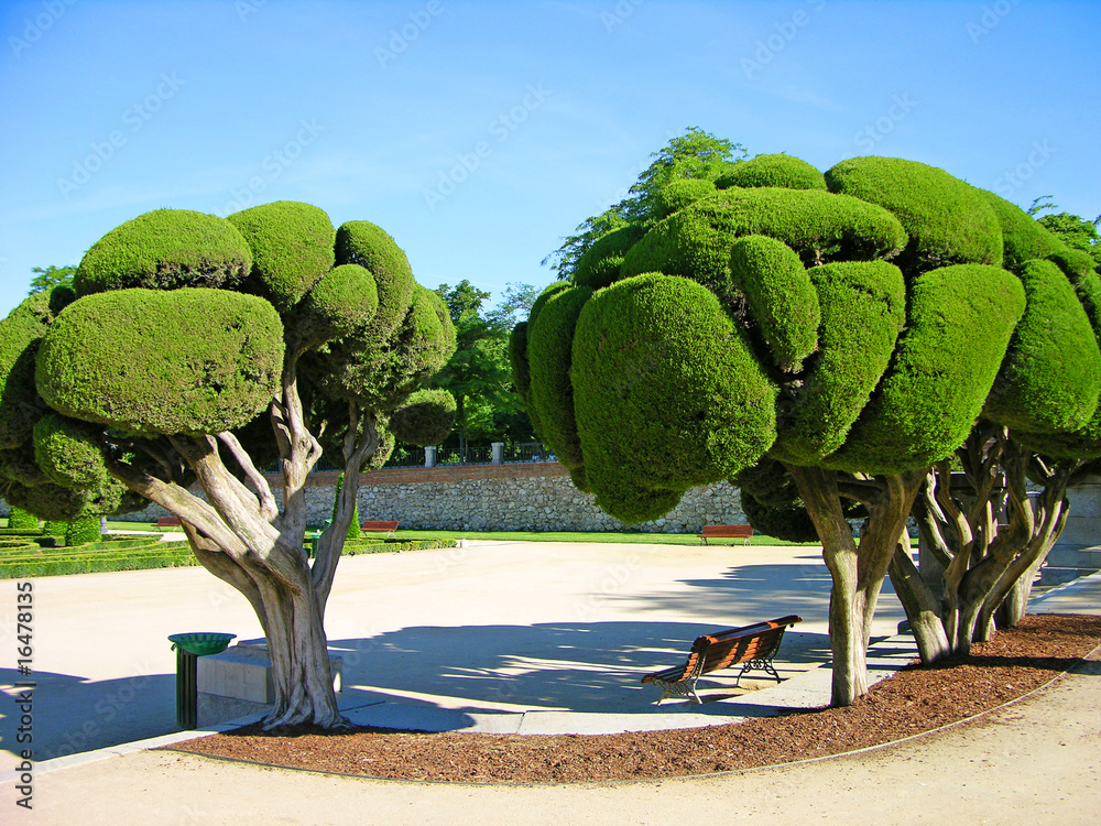Weird Shaped Trees