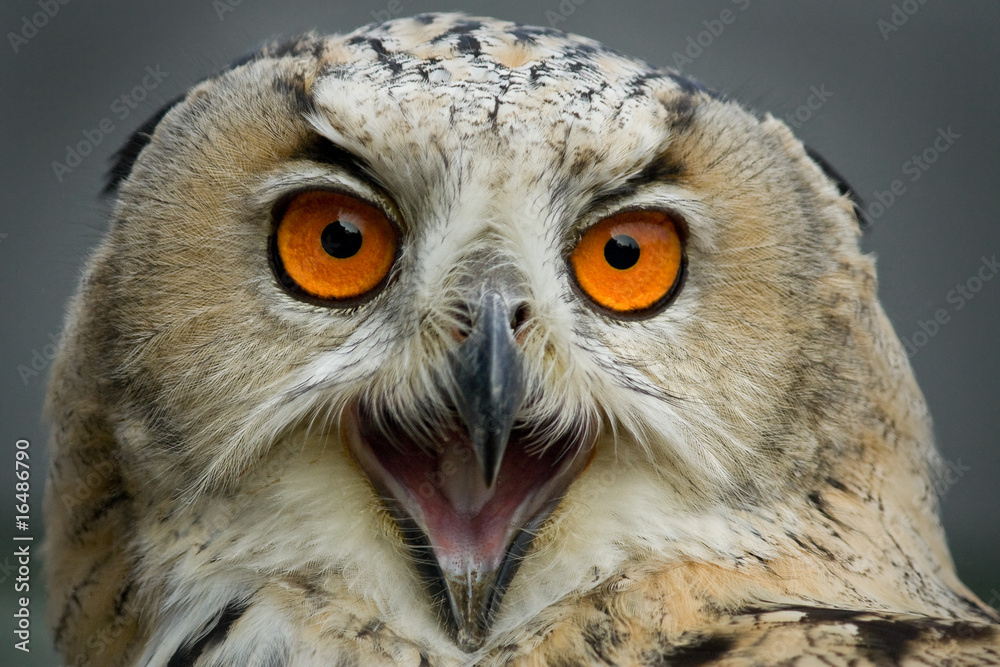 Owl portrait Stock Photo | Adobe Stock