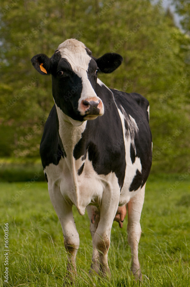 Vache Prim'Holstein en pâture Stock Photo | Adobe Stock