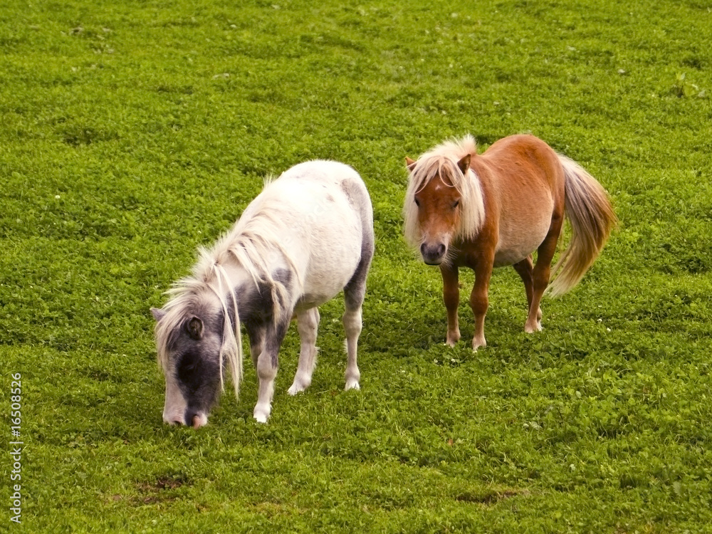 two shetland ponies Stock Photo | Adobe Stock