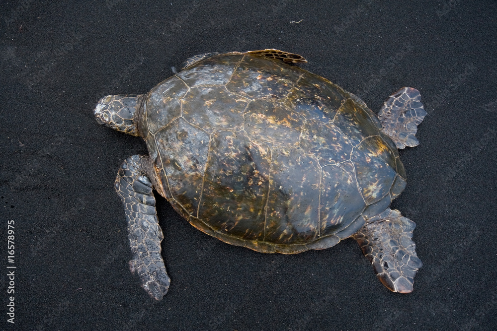 Foto de Green Sea Turtle Dorsal View do Stock | Adobe Stock