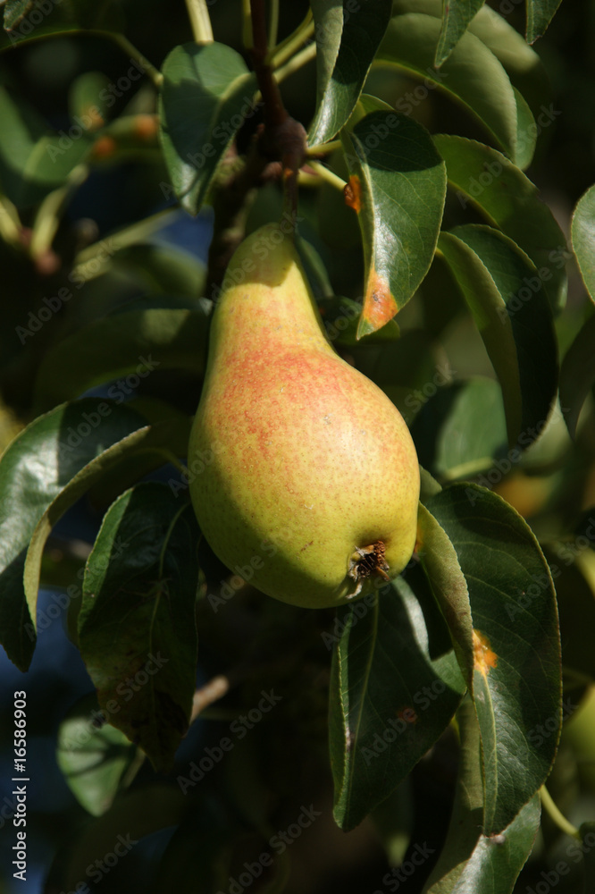 Foto Stock Birne am Baum | Adobe Stock