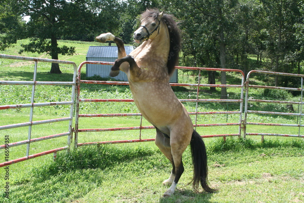 Buckskin Horses Rearing
