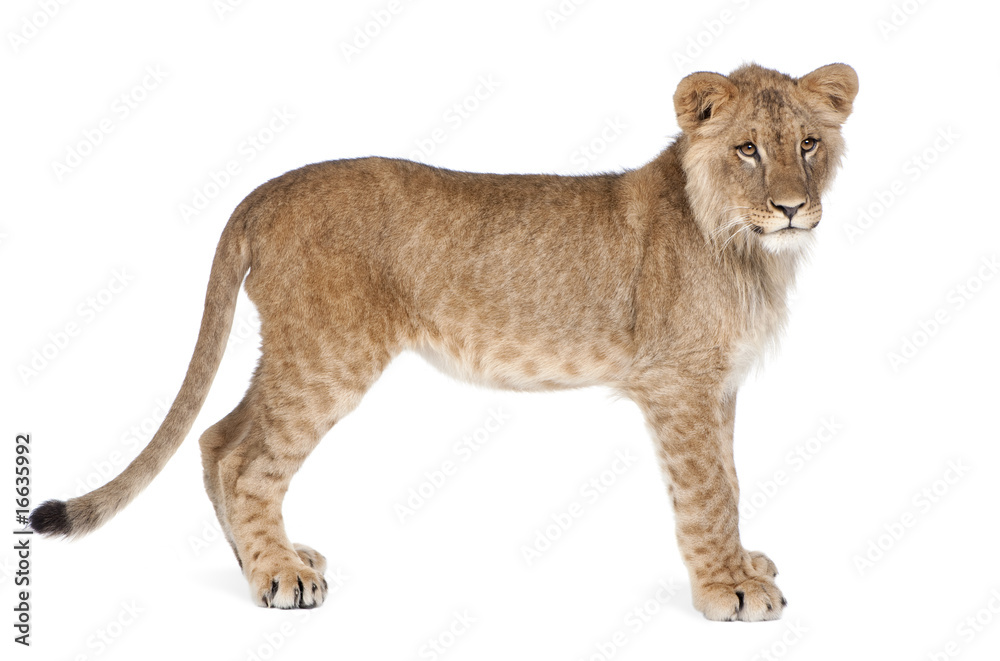 Poster Side view of Lion cub, 8 months old, standing, studio shot ...