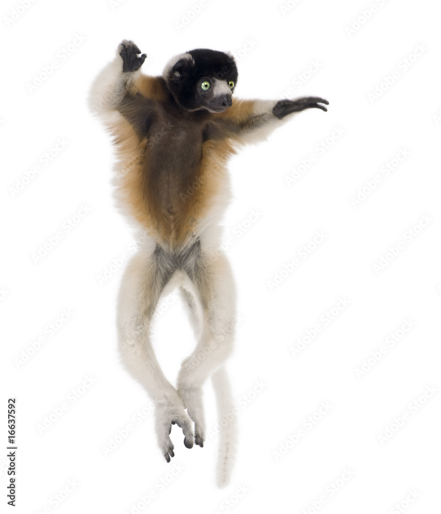 Young Crowned Sifaka, Propithecus Coronatus, 1 year old, dancing Stock ...