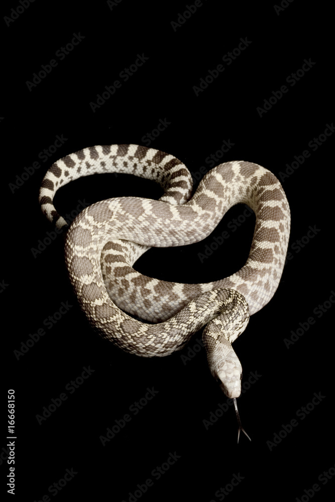 Ghost Snake