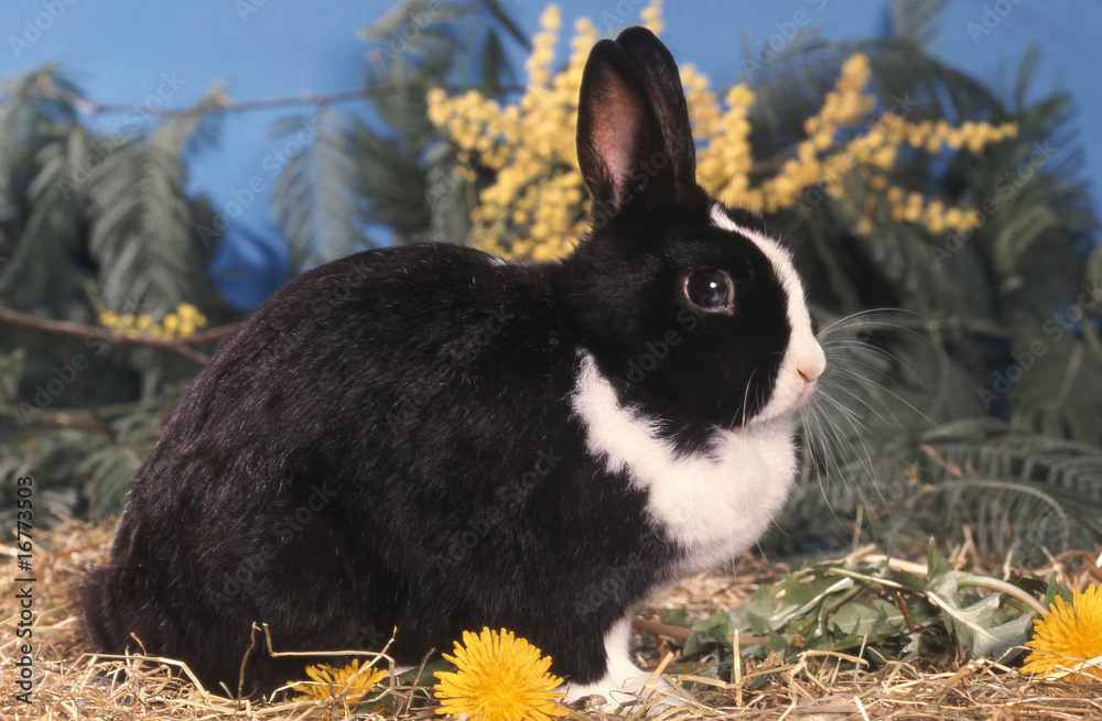 Lapins Nains Noirs Et Blancs