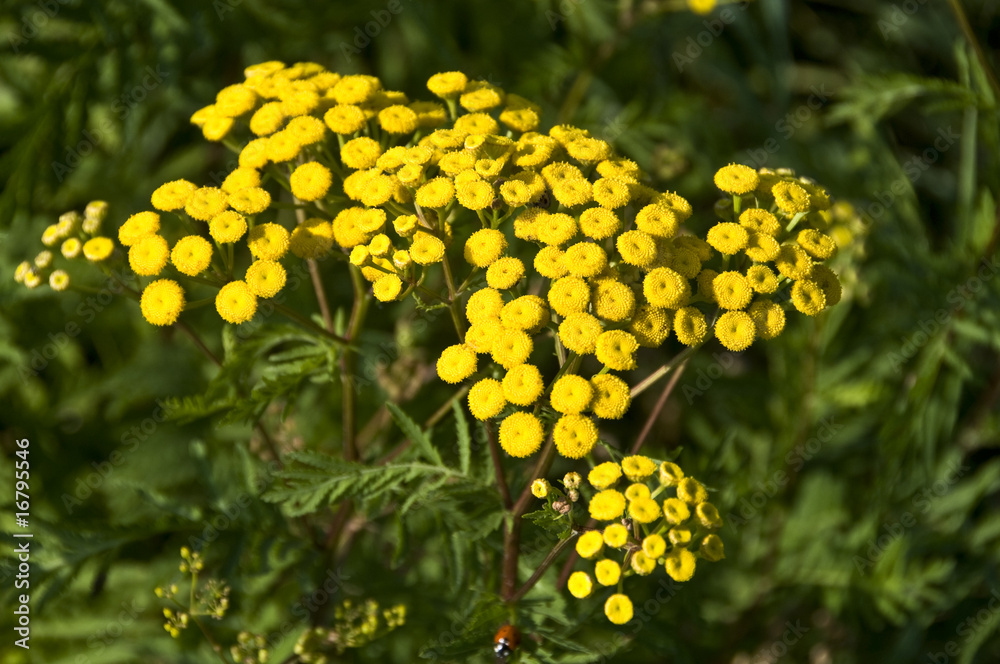 gelbe Wildblumen Stock-Foto | Adobe Stock