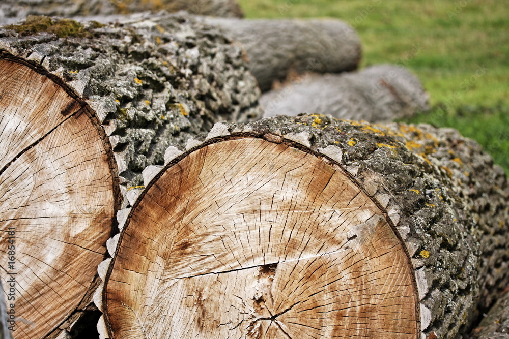 Troncs d'arbre Stock Photo | Adobe Stock