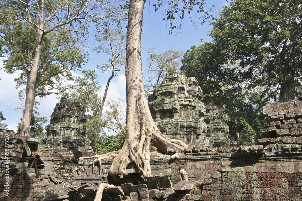 Arbre "fromager" sur site "TA PROHM" des temples d'Angkor Photos ...