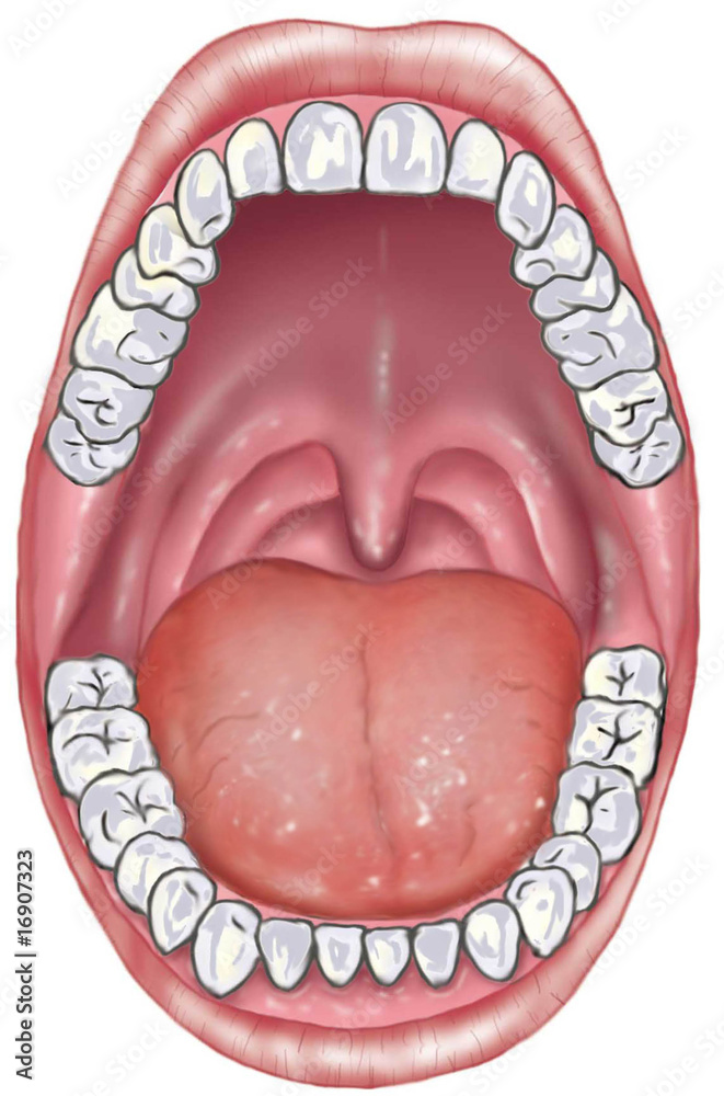 Rachen Stock-Foto | Adobe Stock
