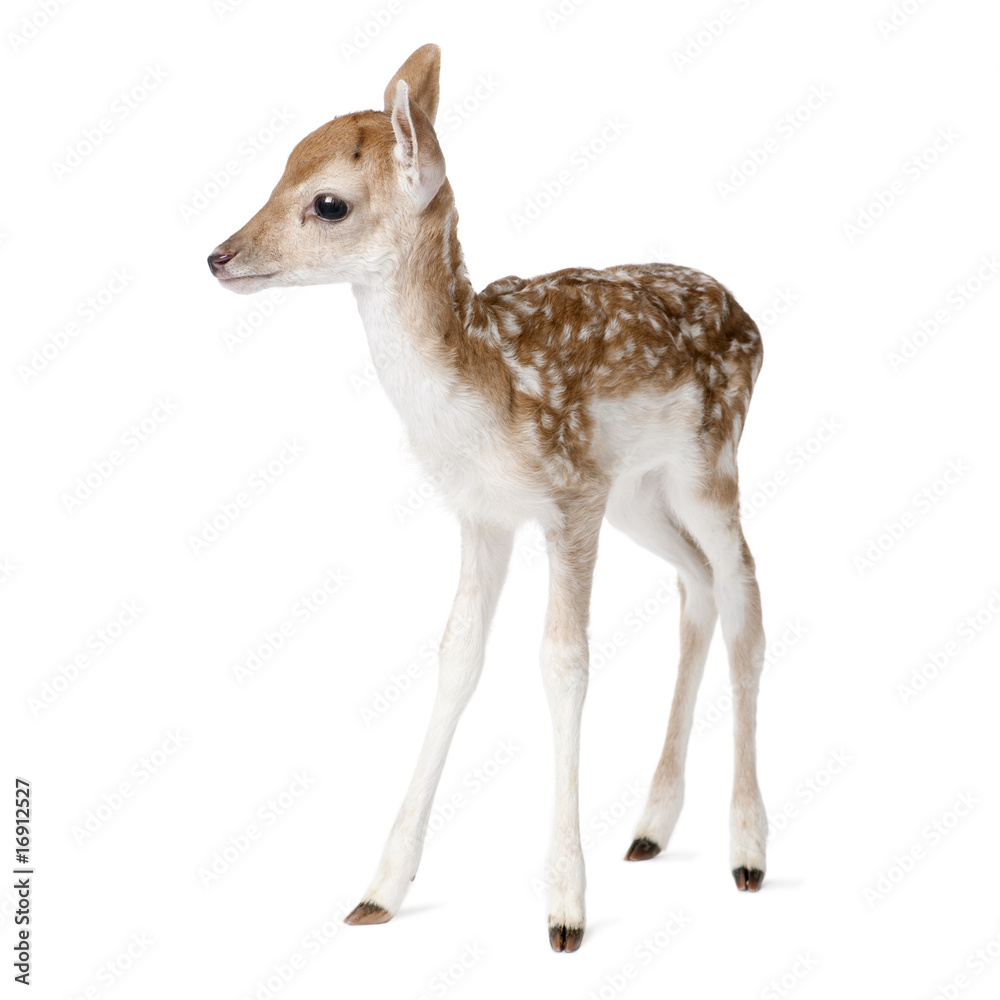 Fawn Standing