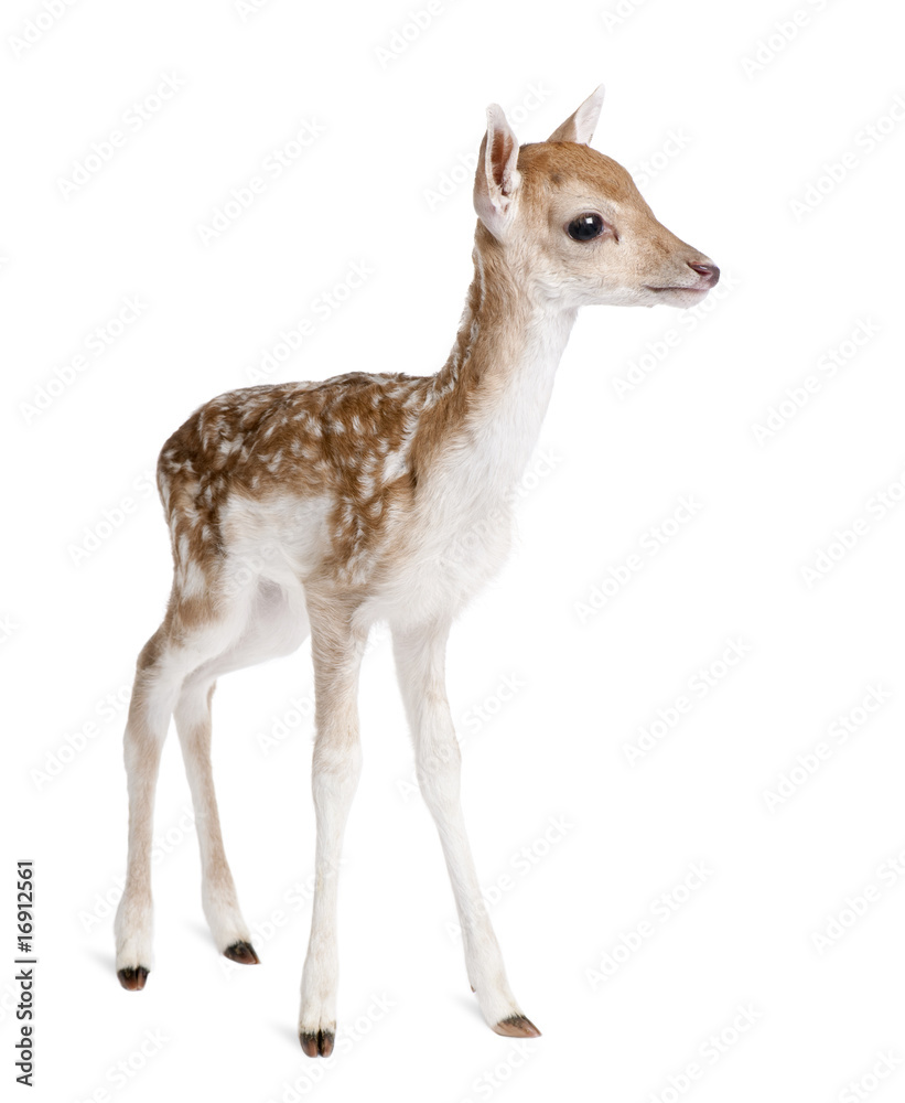 Fawn Standing