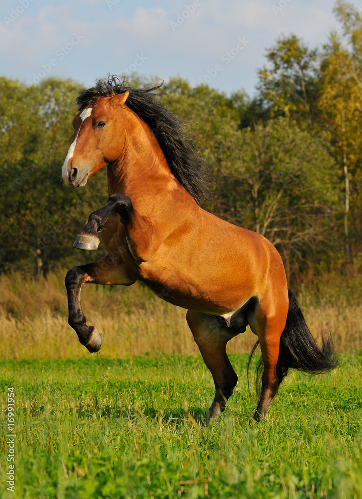 red, bay horse stallion standing on grass in autumn Stock Photo | Adobe ...